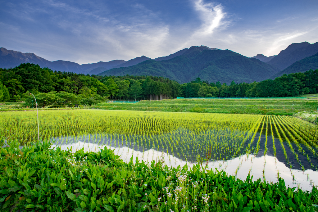 Objectives - Convergence Factor